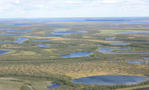 Permafrost Carbon Network